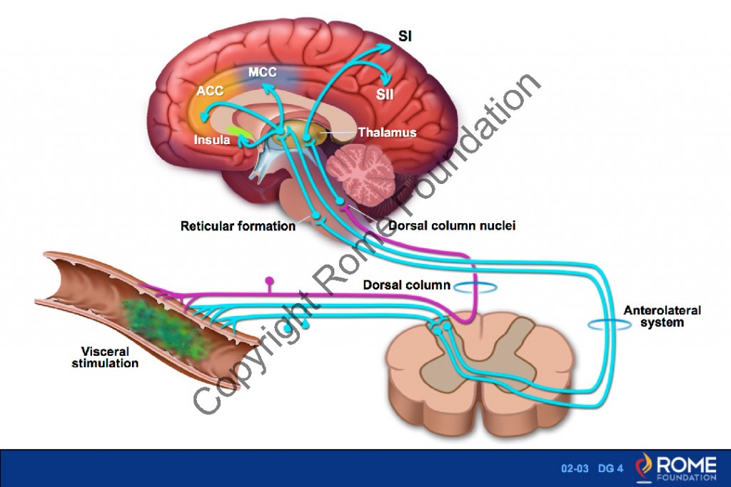 Basic Science 04 – Enteric Nervous System (Brain-in-the-Gut) Hierarchy ...