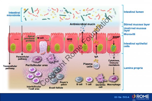 Basic Science 16a – Intestinal Barrier Structure and Function – Rome Online