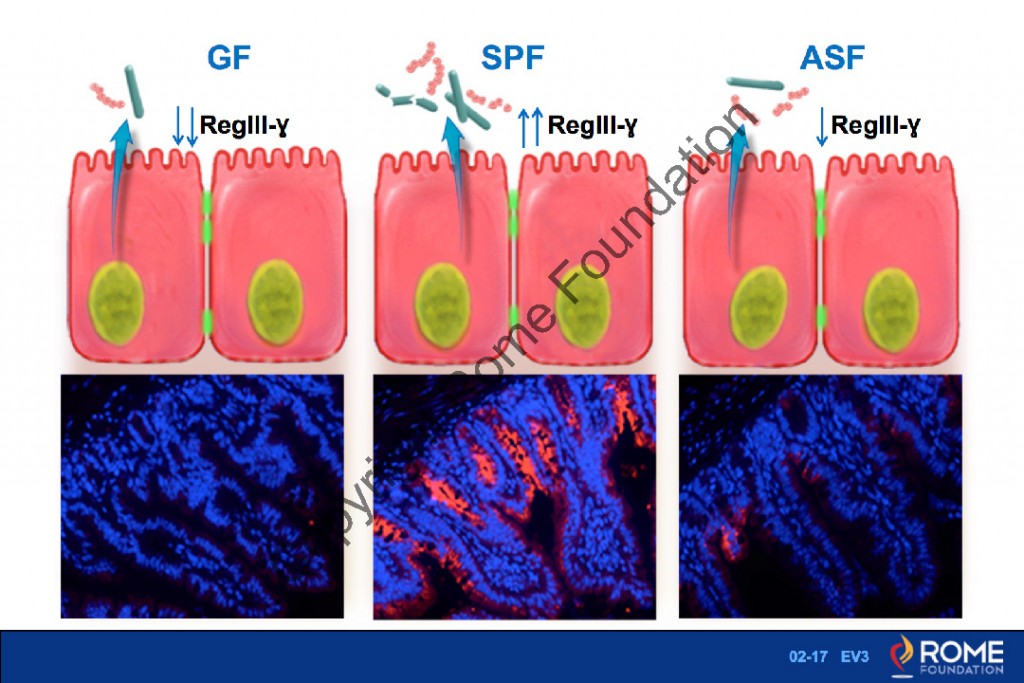 Basic Science 16a – Intestinal Barrier Structure and Function – Rome Online
