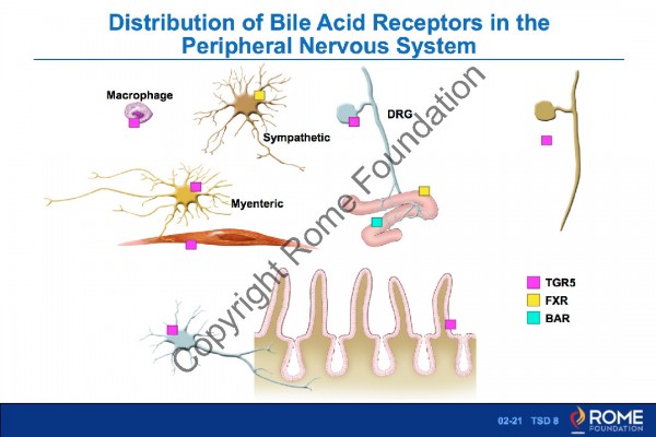 Basic Science 16a – Intestinal Barrier Structure and Function – Rome Online