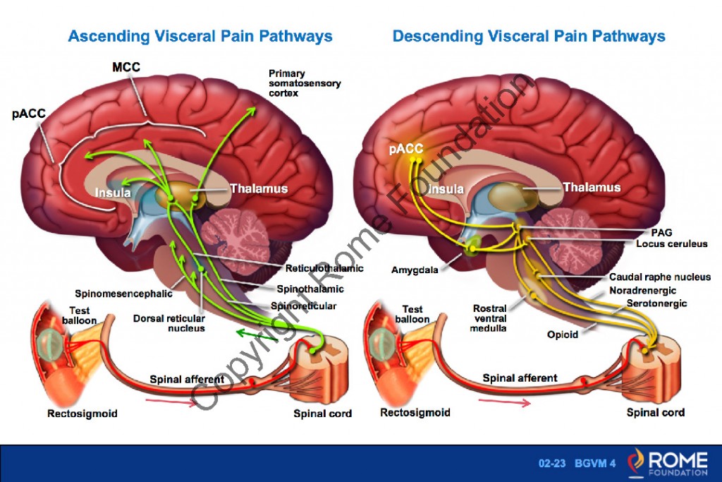 Basic Science 16a – Intestinal Barrier Structure and Function – Rome Online