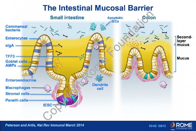 Physiology Motility 02 – The Intestinal Mucosal Barrier – Rome Online