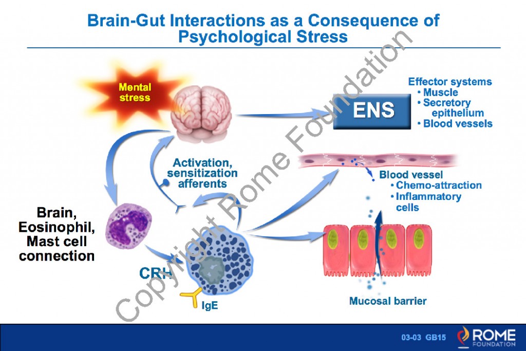 Physiology Motility 18 – Gastrointestinal Motility and ENS-CNS Control ...