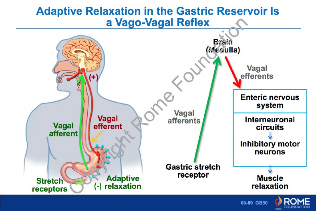 Physiology Motility 02 – The Intestinal Mucosal Barrier – Rome Online Physiology Motility 02 – The Intestinal Mucosal Barrier – Rome Online