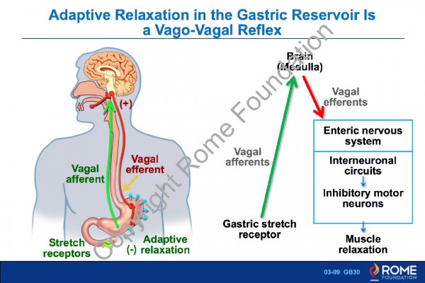 Physiology Motility 17 – Schematic of Vago-Vagal Reflex Circuit – Rome ...