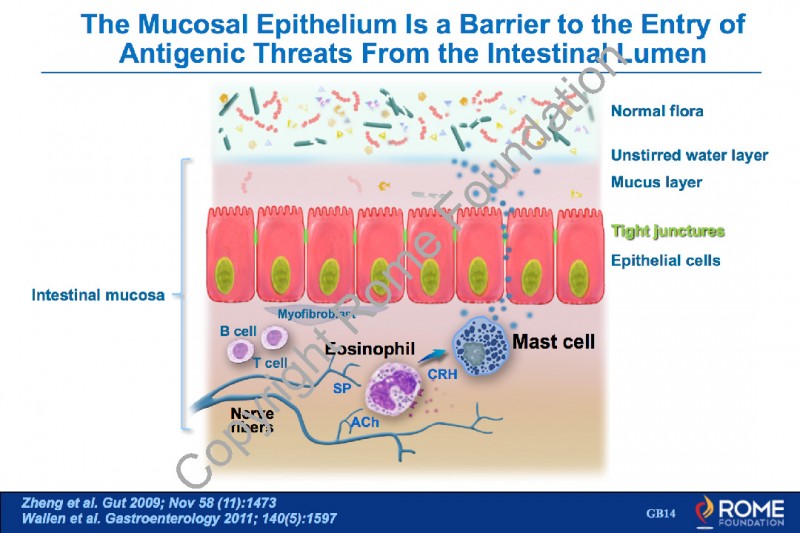 Physiology Motility 02 – The Intestinal Mucosal Barrier – Rome Online Physiology Motility 02 – The Intestinal Mucosal Barrier – Rome Online