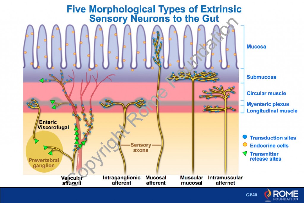 Physiology Motility 25 – Autonomic Innervation of the GI Tract – Rome ...