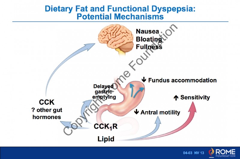 Microenvironment 03 – Dietary Fat and Functional Dyspepsia – Potential Mechanisms – Rome Online