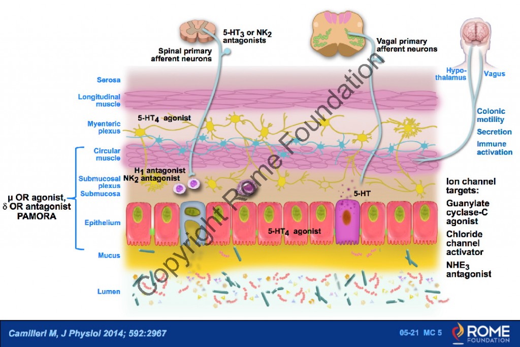 Pharmaco 10 – Rectal Barostat Sensory Test in IBS – Rome Online