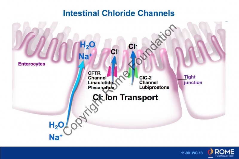 Bowel 090 – Intestinal Chloride Channels – Rome Online