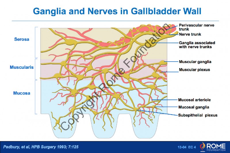 Gallbladder and SOO 03 – Muscular Components of Sphincter of Oddi ...