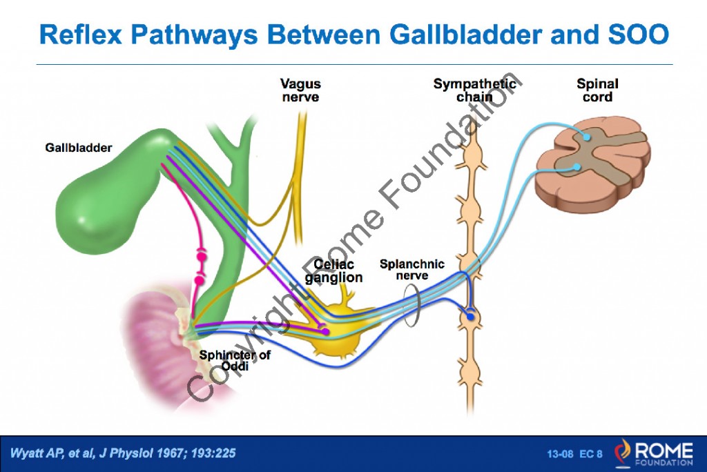 Gallbladder and SOO 02b – Overview of the Extrahepatic Biliary Tree ...