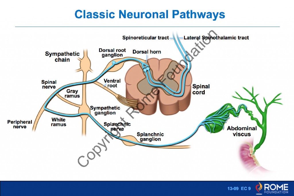 Gallbladder and SOO 02b – Overview of the Extrahepatic Biliary Tree ...