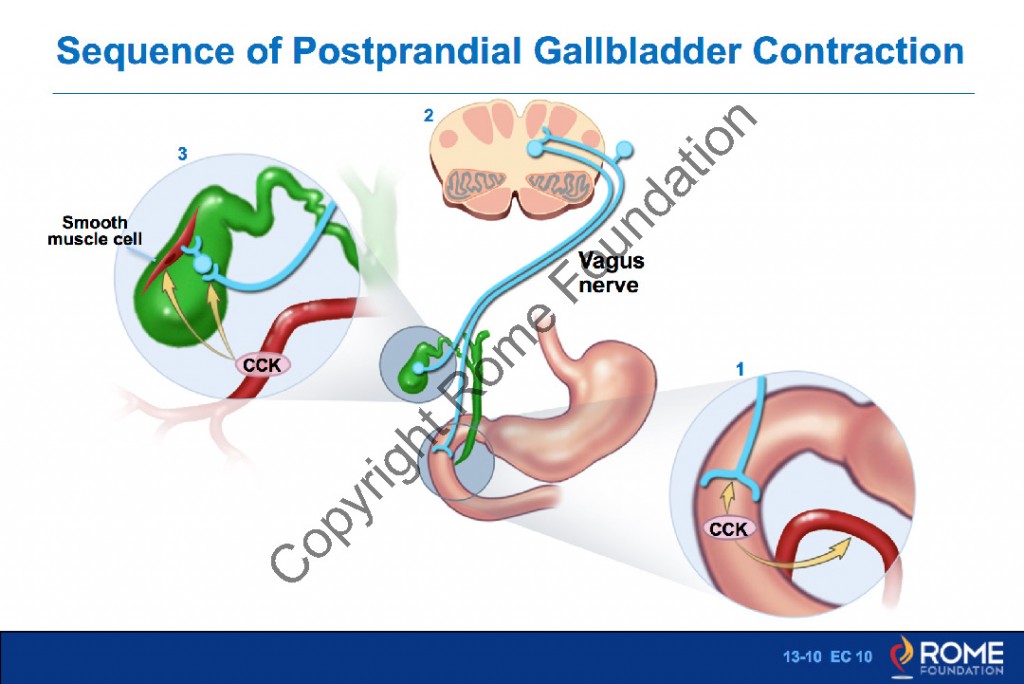 Gallbladder and SOO 10 – Sequence of Postprandial Gallbladder ...